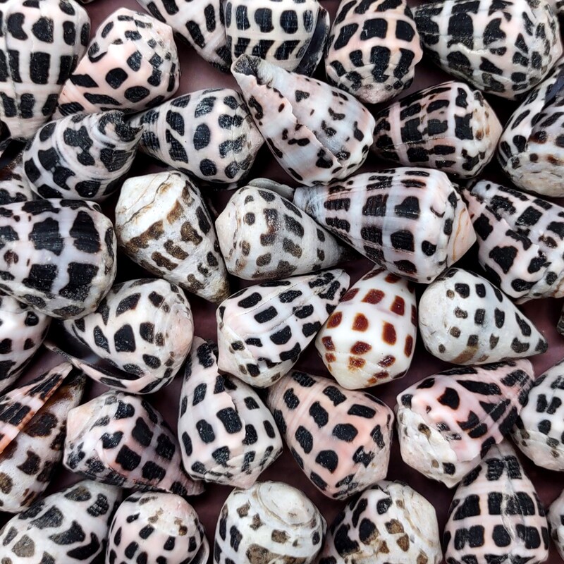 Shell Necklace - Etsy