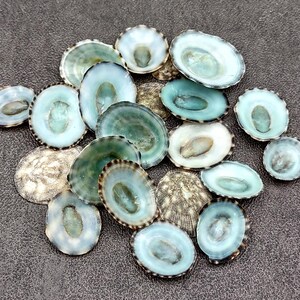 Green Limpet Seashells Sutorria Mesoleuca approx. 35 Shells 0.5 Inches ...
