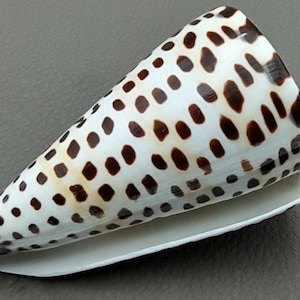 Lettered Alphabet Cone Seashell Conus Litteratus (1 Shell Approx. 3 ...