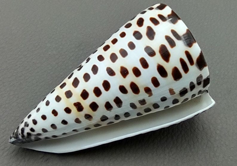 Lettered Alphabet Cone Seashell Conus Litteratus (1 Shell Approx. 3 ...