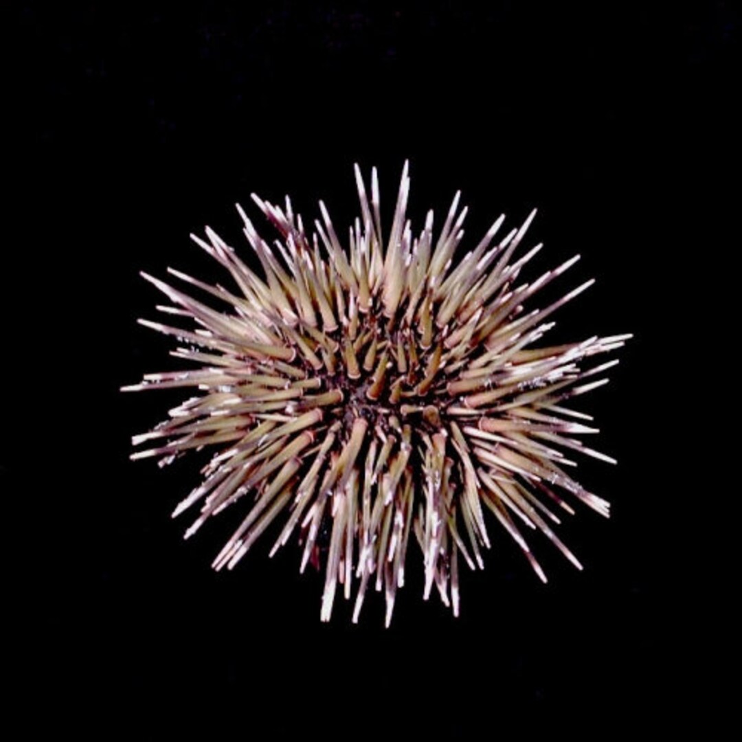 Burrowing Sea Urchin With Spines Echinometra Mathaei 2 Urchins Approx ...