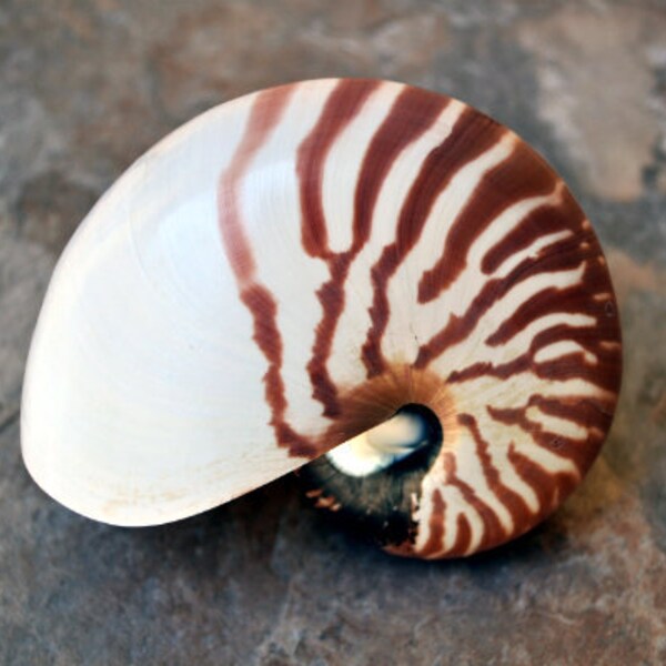 Nautilus Shell - Etsy