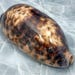 Tortoise Cowrie Seashell Cypraea Testudinaria (1 Shell Approx. 4 ...