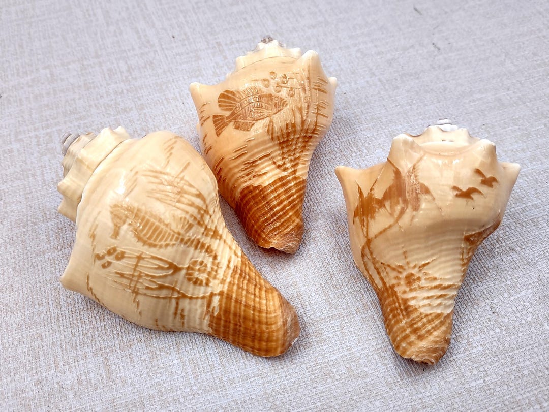 Carved Conch Seashell Decorative Set Sea Horse Fish Sunset (3 Shells ...