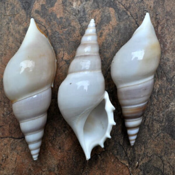 Tibia Shells - Etsy