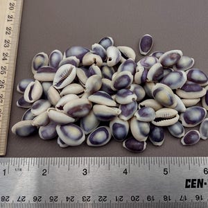 Purple Top Cowrie Seashells Cypraea Annulus approx. Half Cup 45 Shells ...