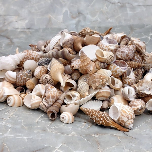 Small Seashells - Etsy