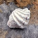Bear Paw Clam Seashell Hippopus Hippopus (1 Shell Pair Approx. 4 ...