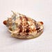 Imperial Volute Seashell Voluta Imperialis (1 Shell Approx. 5+ Inches ...