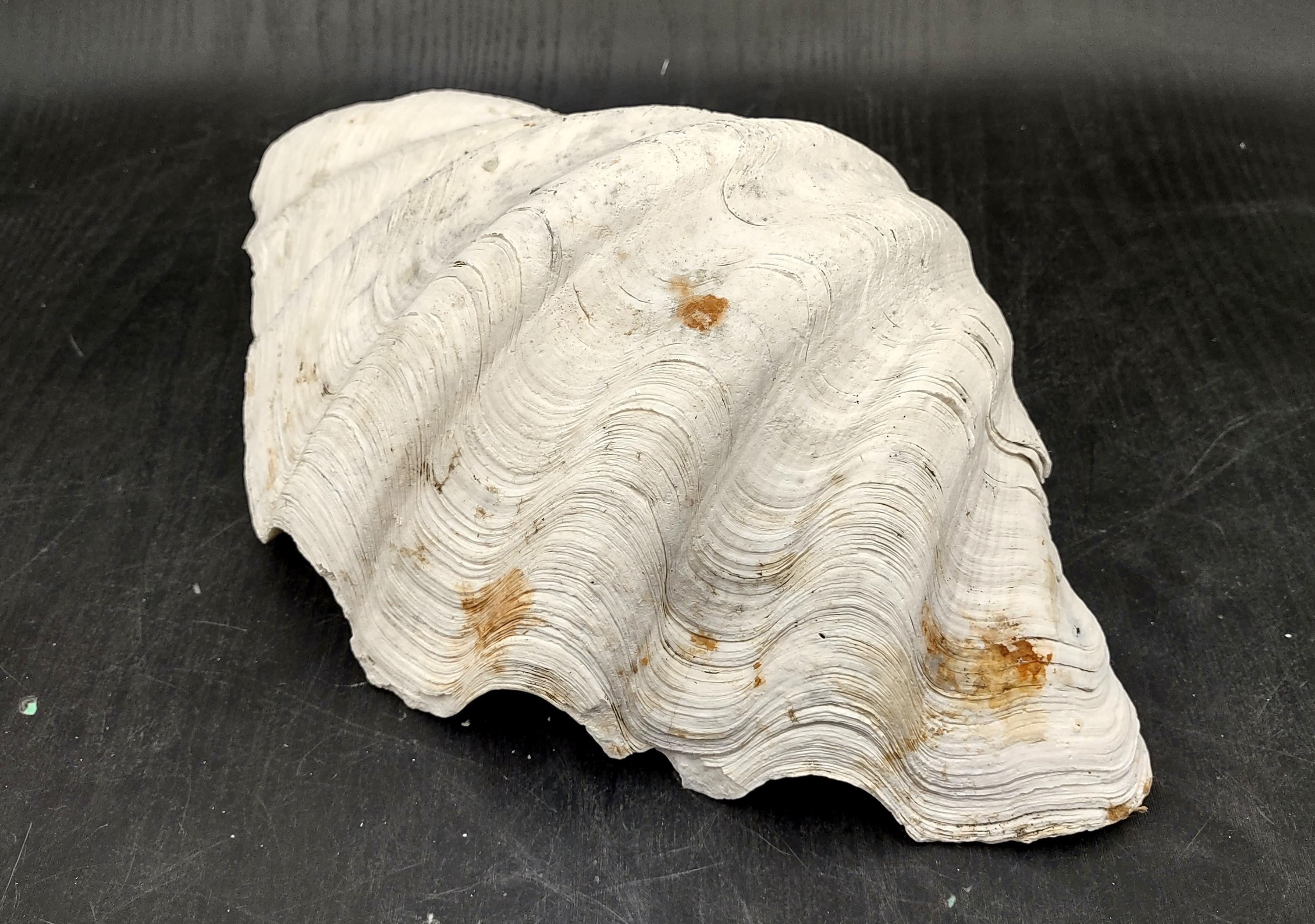Giant Clam Seashell Half Tridacna Gigas (1 Half Shell Approx. 13L X 4H ...