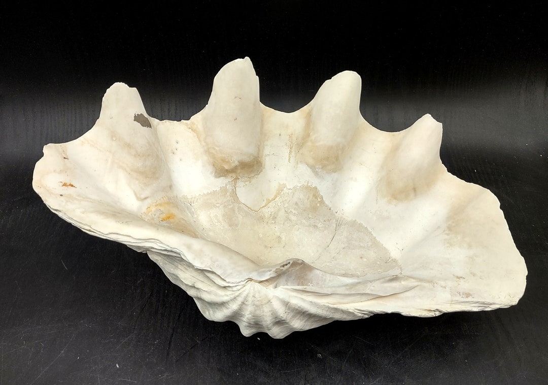 Giant Clam Shell Half 1 Half Shell Approx. 13L X 4H X 7.5D Inches Great ...