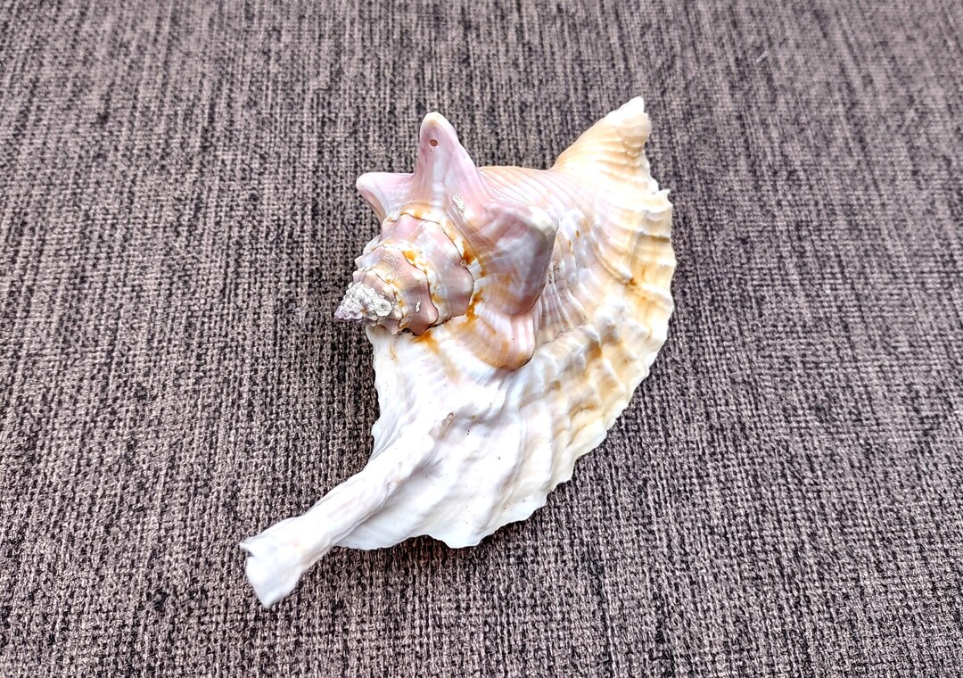 Rooster Conch Seashell Strombus Gallus (1 Shell Approx. 4+ Inches) Conch Shell Great for Coastal ...