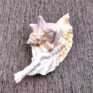 Rooster Conch Seashell Strombus Gallus (1 Shell Approx. 4+ Inches ...