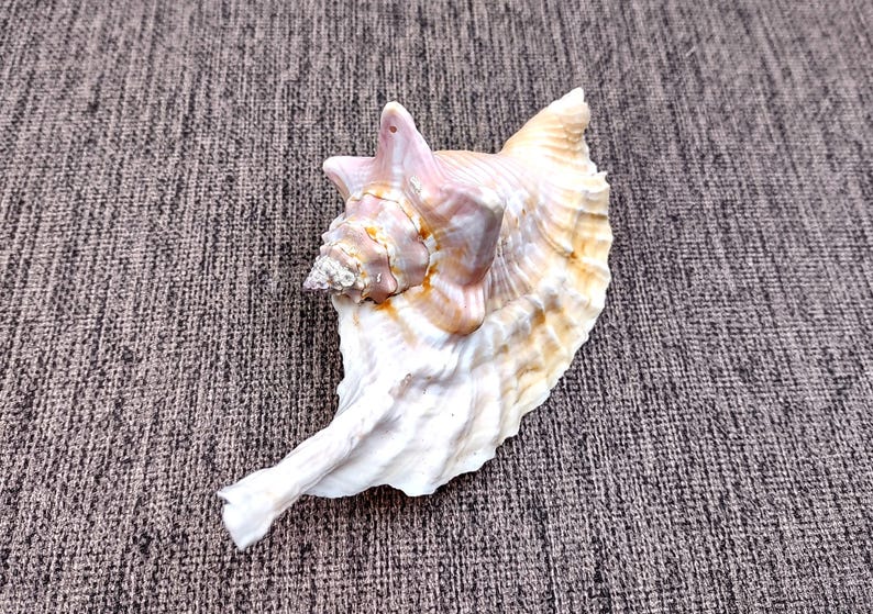 Rooster Conch Seashell Strombus Gallus (1 Shell Approx. 4+ Inches ...
