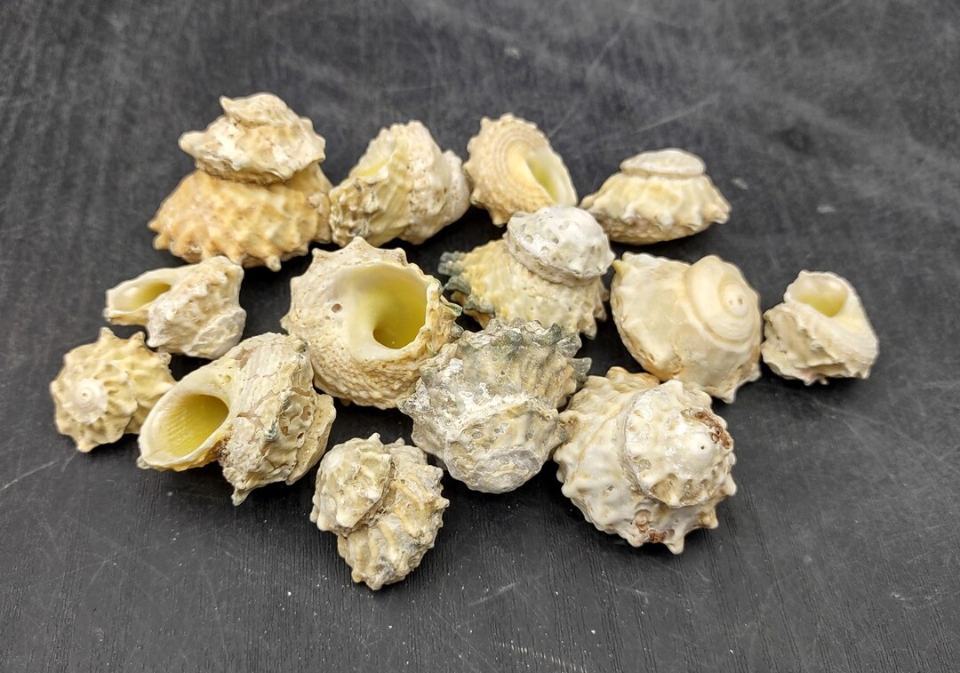 Green Yellow Astraea Star Seashells Astraea Calcar (15 Shells Approx. 0 ...