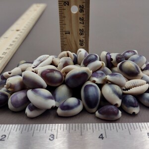 Purple Top Cowrie Seashells Cypraea Annulus approx. Half Cup 45 Shells ...