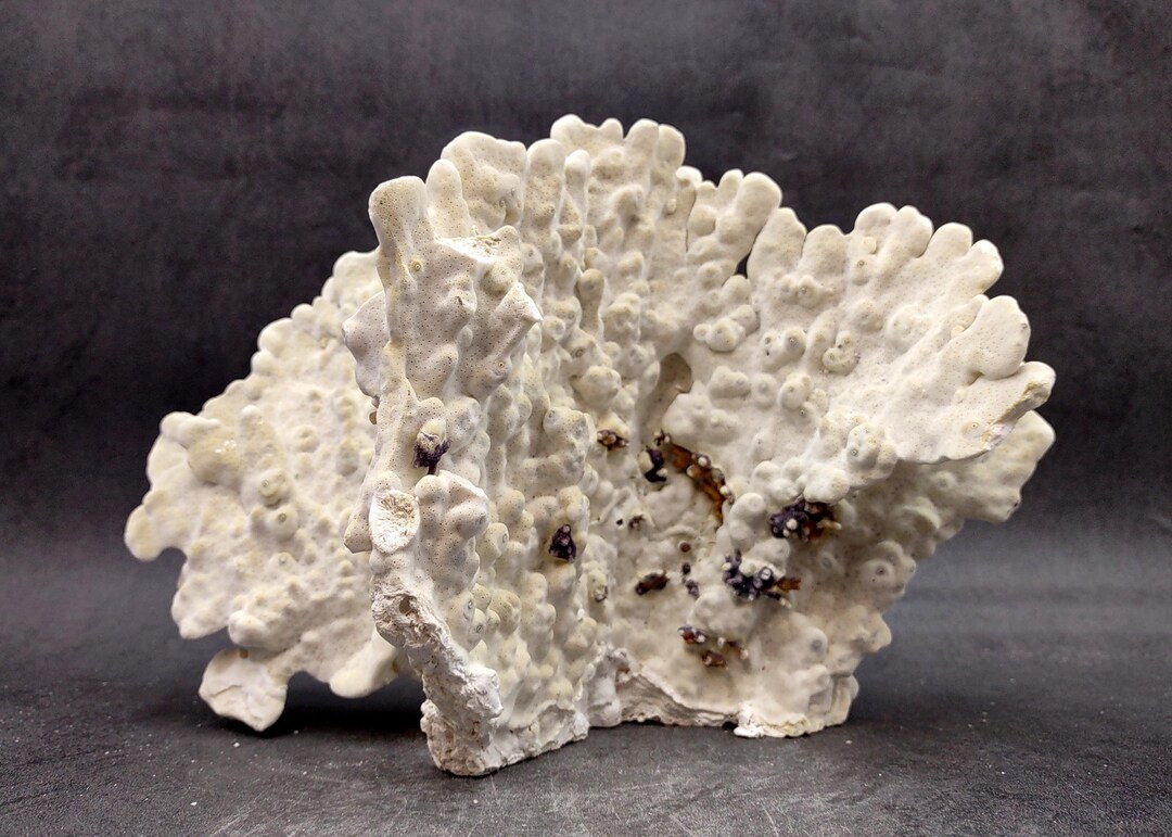 Light Green Fire Coral Cluster (1 Coral 10L X 6.5H X 7D Inches) Mint ...