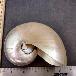 Pearlized Nautilus Seashell Polished Nautilus Pompilius (1 Shell Approx ...