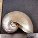 Pearlized Nautilus Seashell Polished Nautilus Pompilius (1 Shell Approx ...