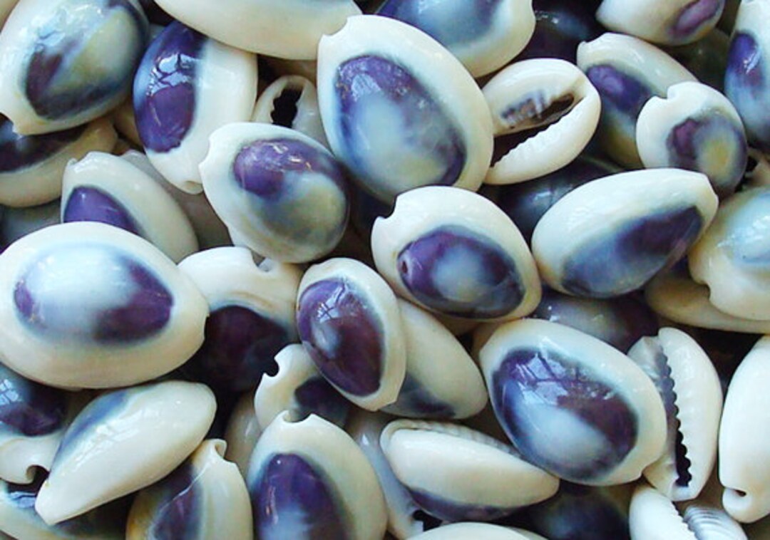 Purple Top Cowrie Seashells Cypraea Annulus approx. 45-50 Shells 0.5 0. ...
