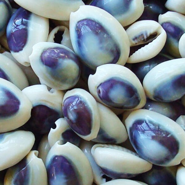 Purple Cowrie - Etsy