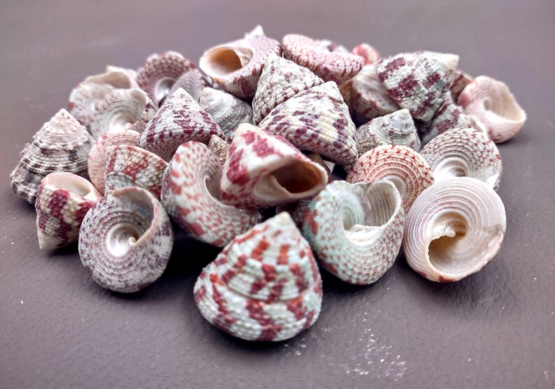 Christmas Tree Top Seashells Trochus Radiatus (10 Shells Approx. 0.5 ...
