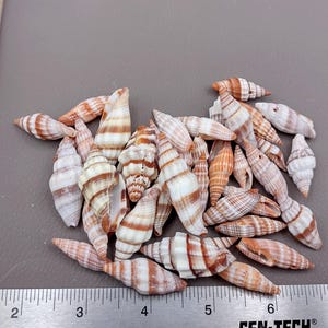 Assorted Miter Seashells White Striped (approx. 20+ Shells 1+ Inches ...