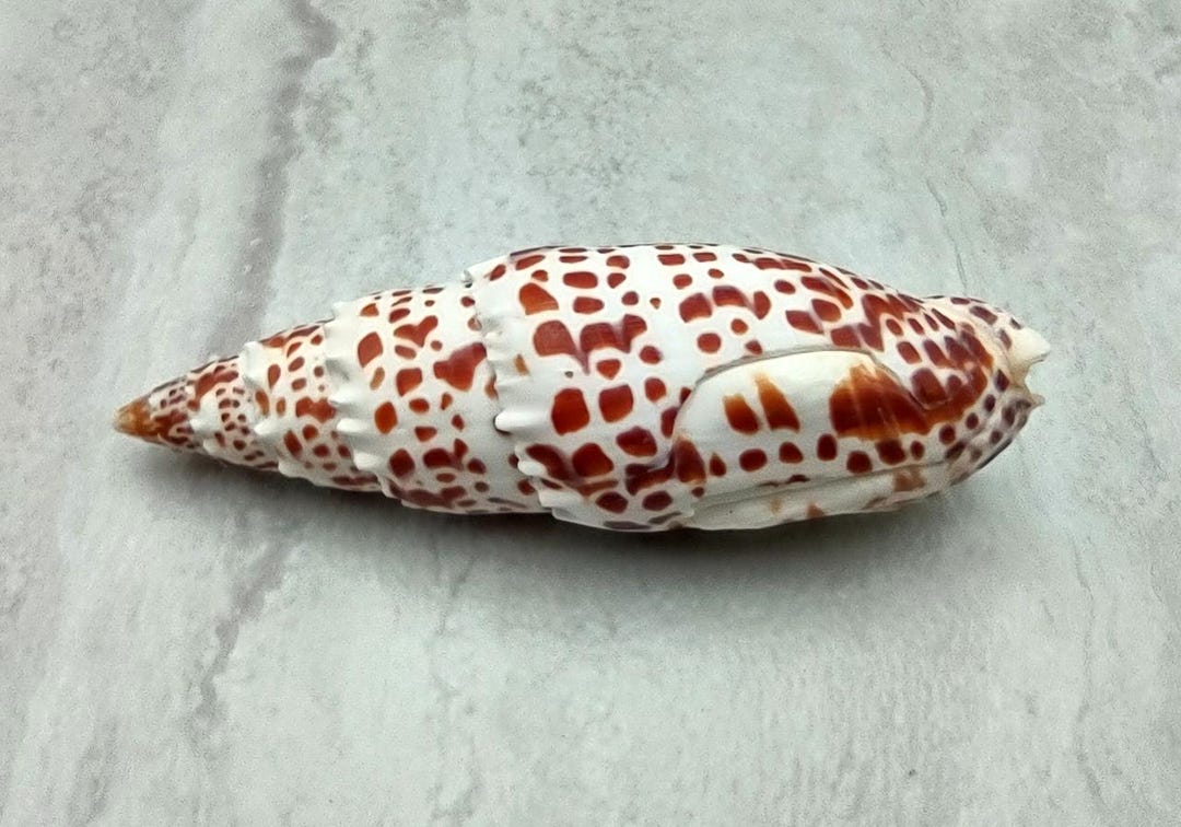 Papal Miter Seashell Polished Mitra Papilis (1 Shell Approx. 3+ Inches ...