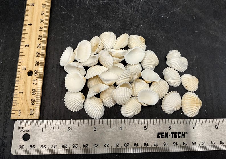 White Ark Clam Seashells Andara Granosa (approx. Half Cup 35+ Shells 0. ...