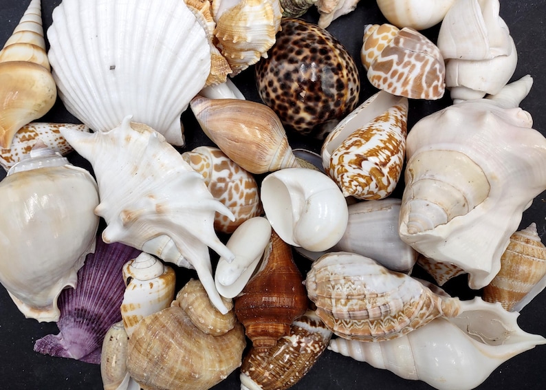 Large Seashell Assorted Ocean Bulk Mix (approx. 1 Kilogram 1-3+ Inches ...