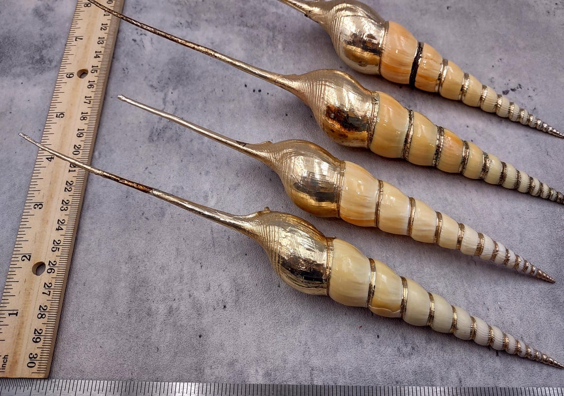 Silver Plated Shin-bone Tibia Seashell Tibia Fuscus (1 Shell Approx. 6 ...