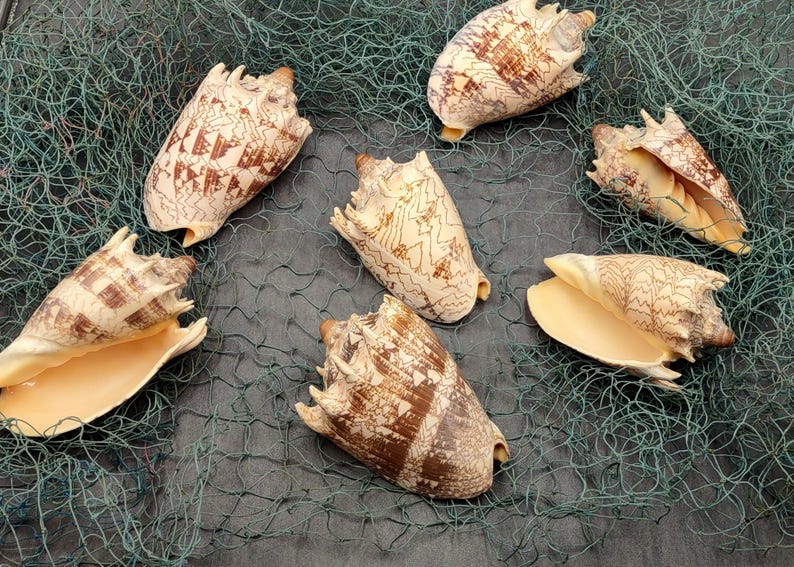 Imperial Volute Seashell Cymbiola Imperialis (1 Shell Approx. 5+ Inches ...