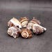 King Crown Conch Seashells Melongena Corona 2 Shells Approx. 2 Inches ...