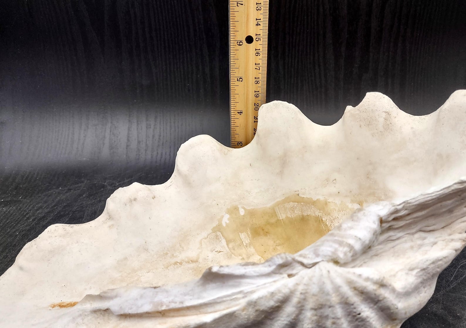 Giant Clam Seashell Half Tridacna Gigas (1 Half Shell Approx. 13L X 4H ...