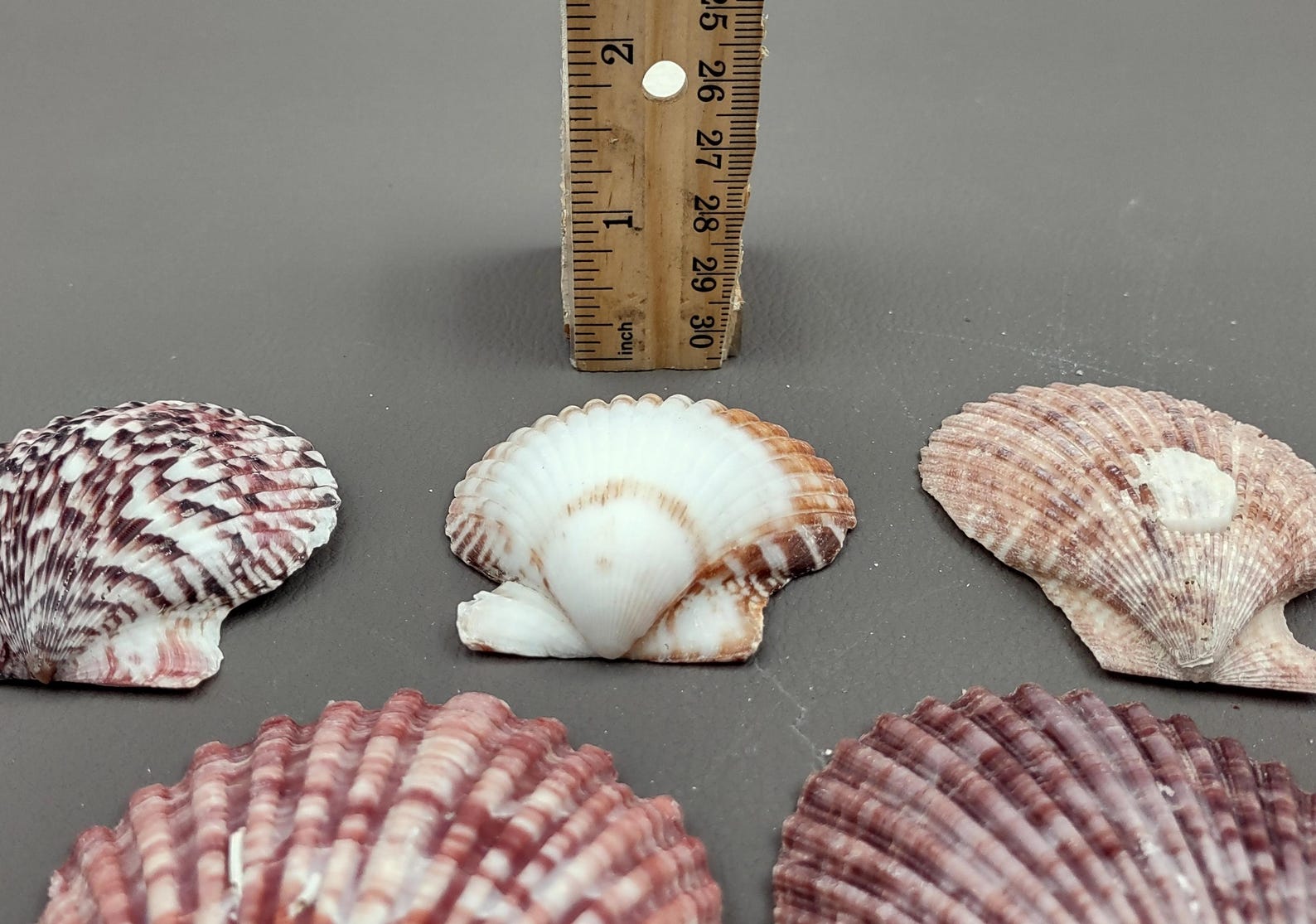 Calico Atlantic Scallop Seashells Argopecten Gibbus (10 Shells Approx ...