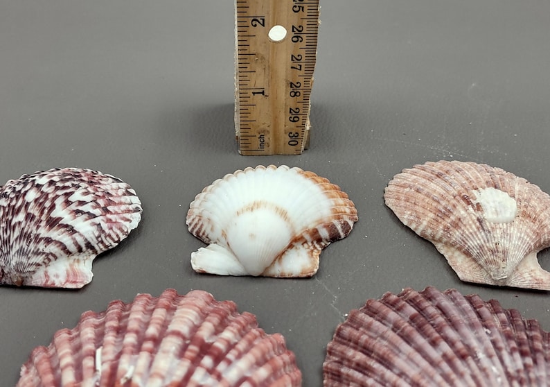 Calico Atlantic Scallop Seashells Argopecten Gibbus (10 Shells Approx ...