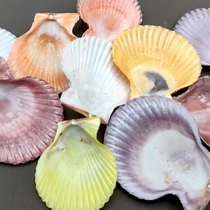 Noble Scallop Seashells Pecten Nobilis 10 Shells Approx. 1.5-2 Inches ...