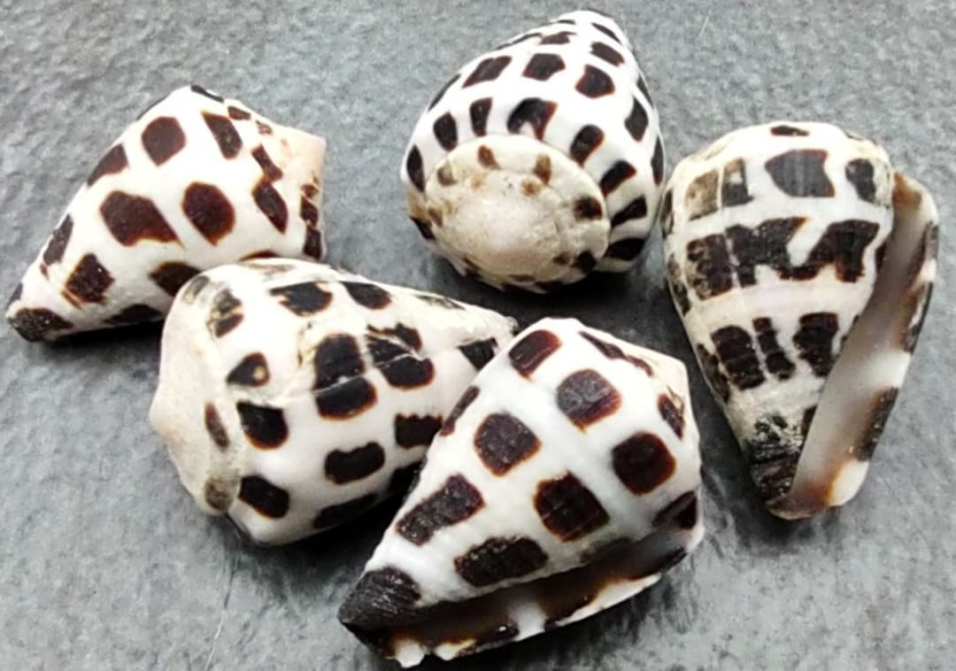 Large Hebrew Cone Seashells Conus Ebraeus White Black Spots 5 Shells ...