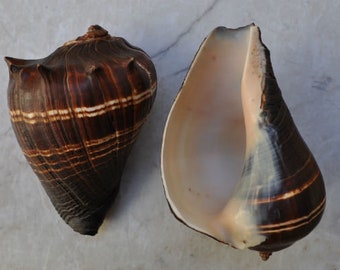 Melongena Shell - Etsy