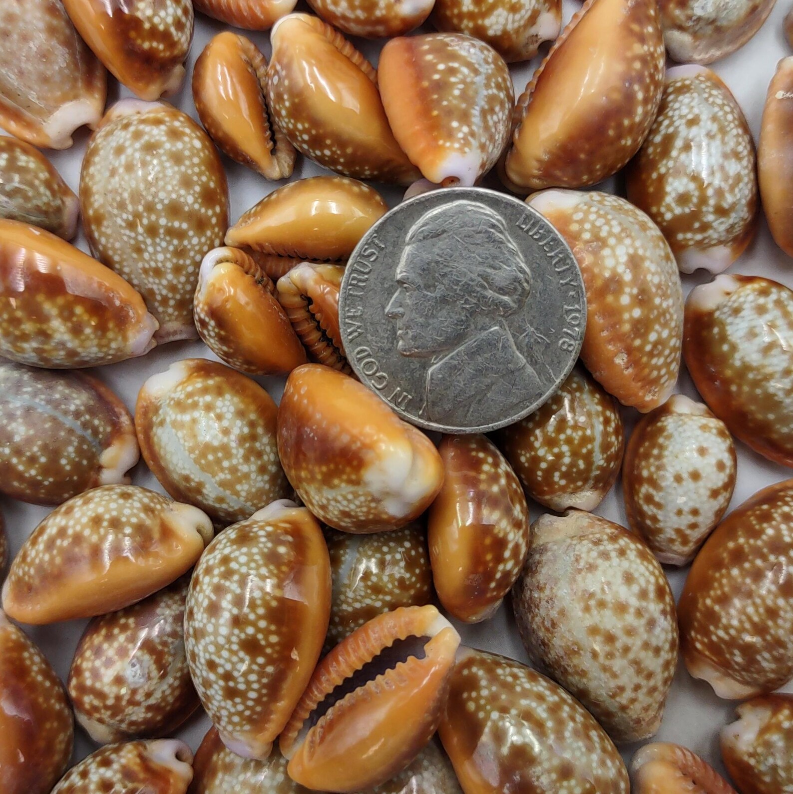 Honey Cowrie Seashells Polished Naria Helvola (10 Shells Approx. 0.5 ...