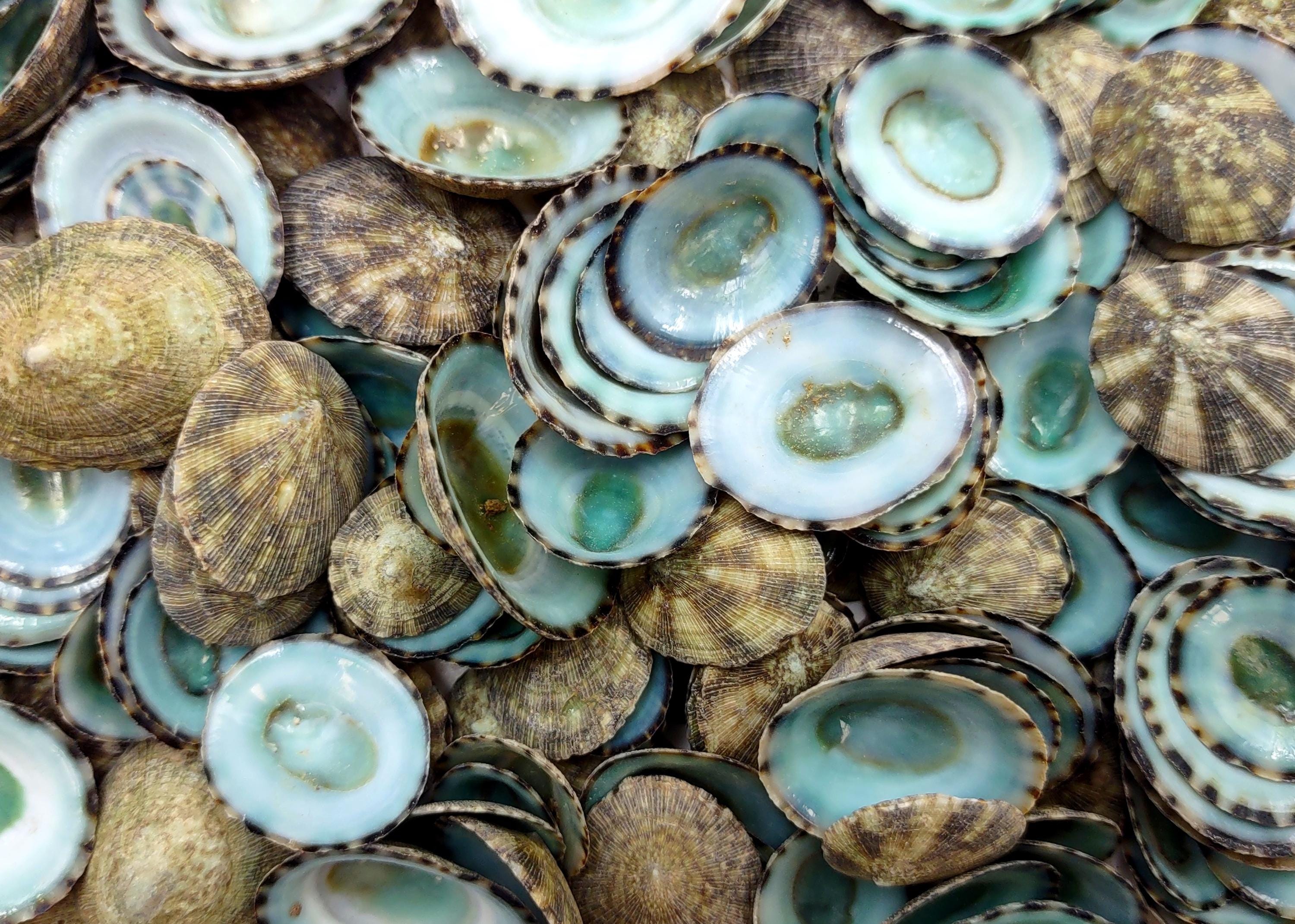 Green Limpet Seashells Sutorria Mesoleuca (1 Cup Approx. +/-220 Shells ...
