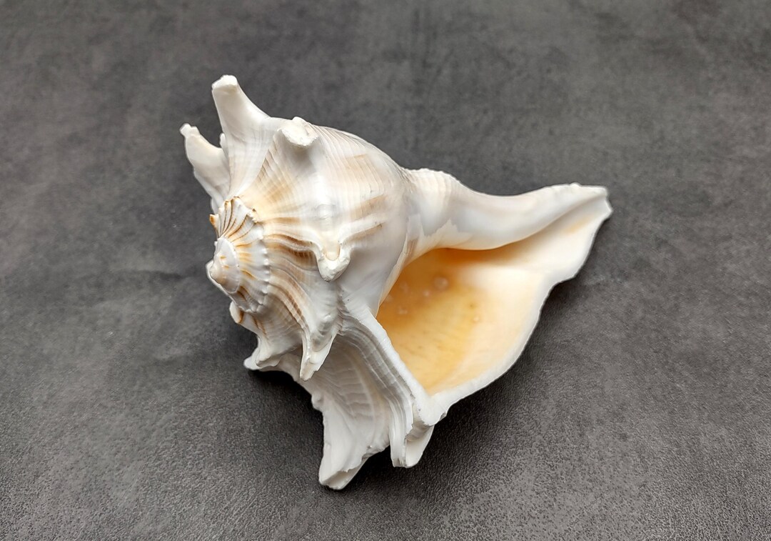 Left Handed Lightning Whelk Seashell Busycon Contrarium (1 Shell Approx ...