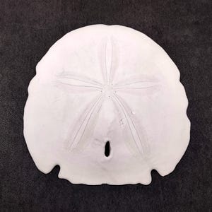Arrowhead Sand Dollar Shell Extra Large Encope Michelini (1 Shell ...
