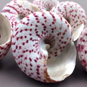 Strawberry Trochus Seashells Red White Rochia Conus (4 Shells Approx. 1 ...