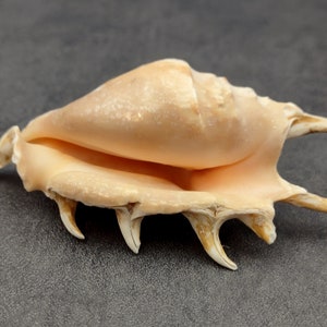 Large Scorpion Spider Conch Seashell Lambis Scorpio 1 Shell Approx. 3 ...