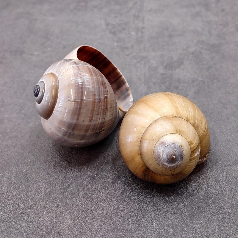 Apple Snail Shell - Etsy
