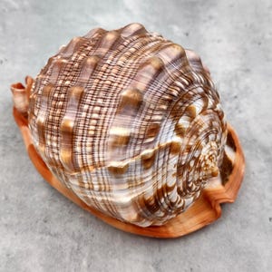 Bullmouth Helmet Seashell Cassis Rufa (1 Shell Approx. 5+ Inches ...