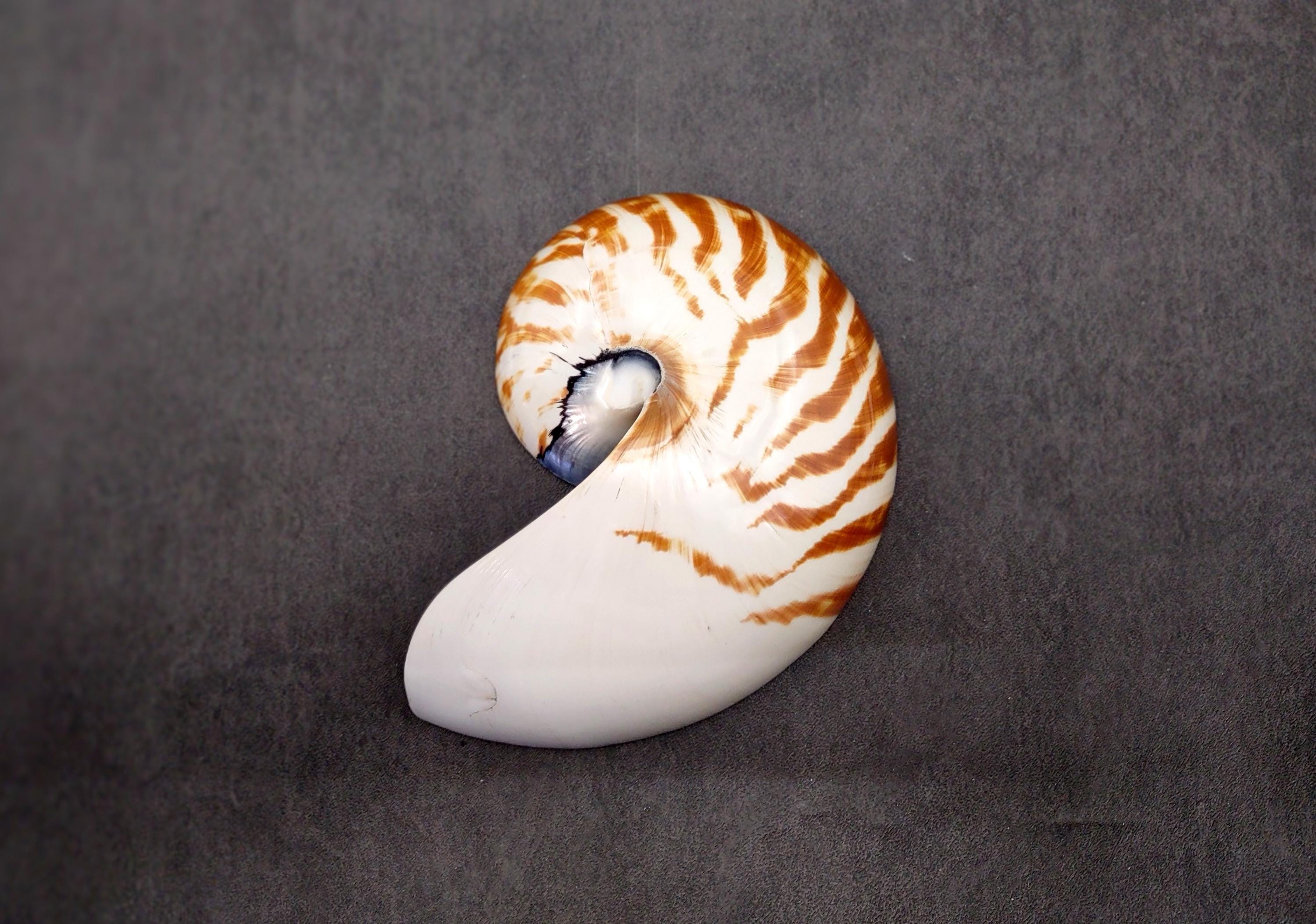 Polished Natural Nautilus Seashell Right Cut Single Half Nautilus ...