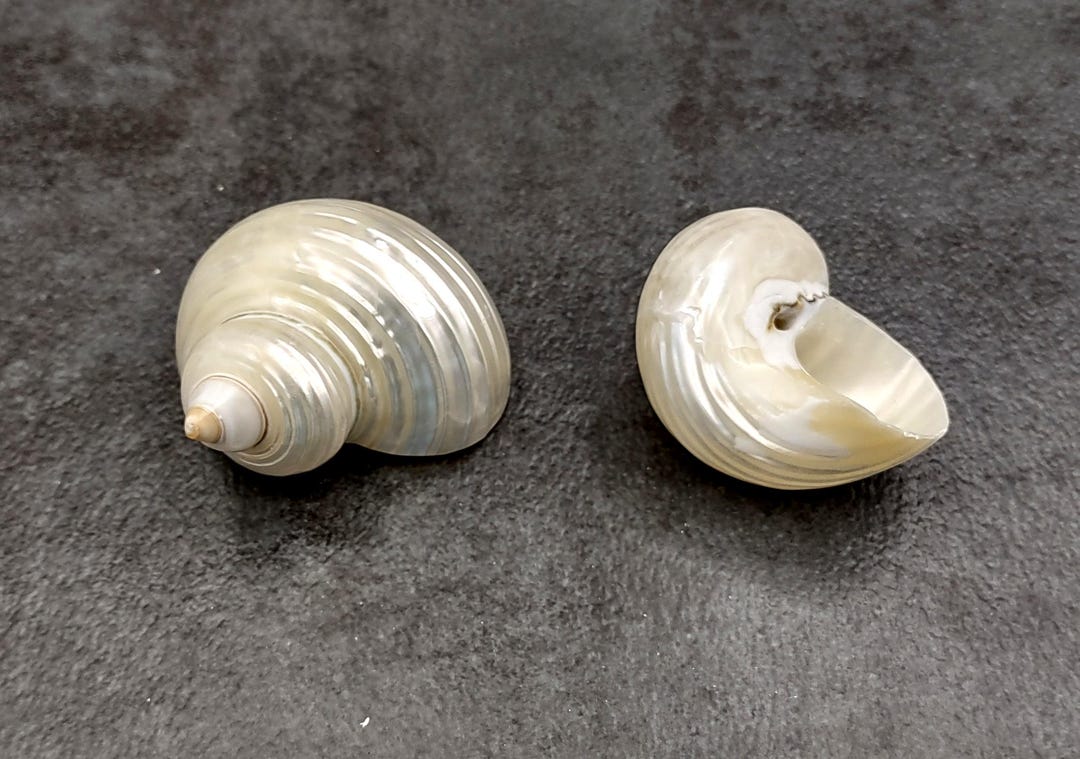 Pearlized Silver Mouth Turbo Seashells Turbo Argyrostoma (2 Shells ...