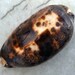 Tortoise Cowrie Seashell Cypraea Testudinaria (1 Shell Approx. 3 ...